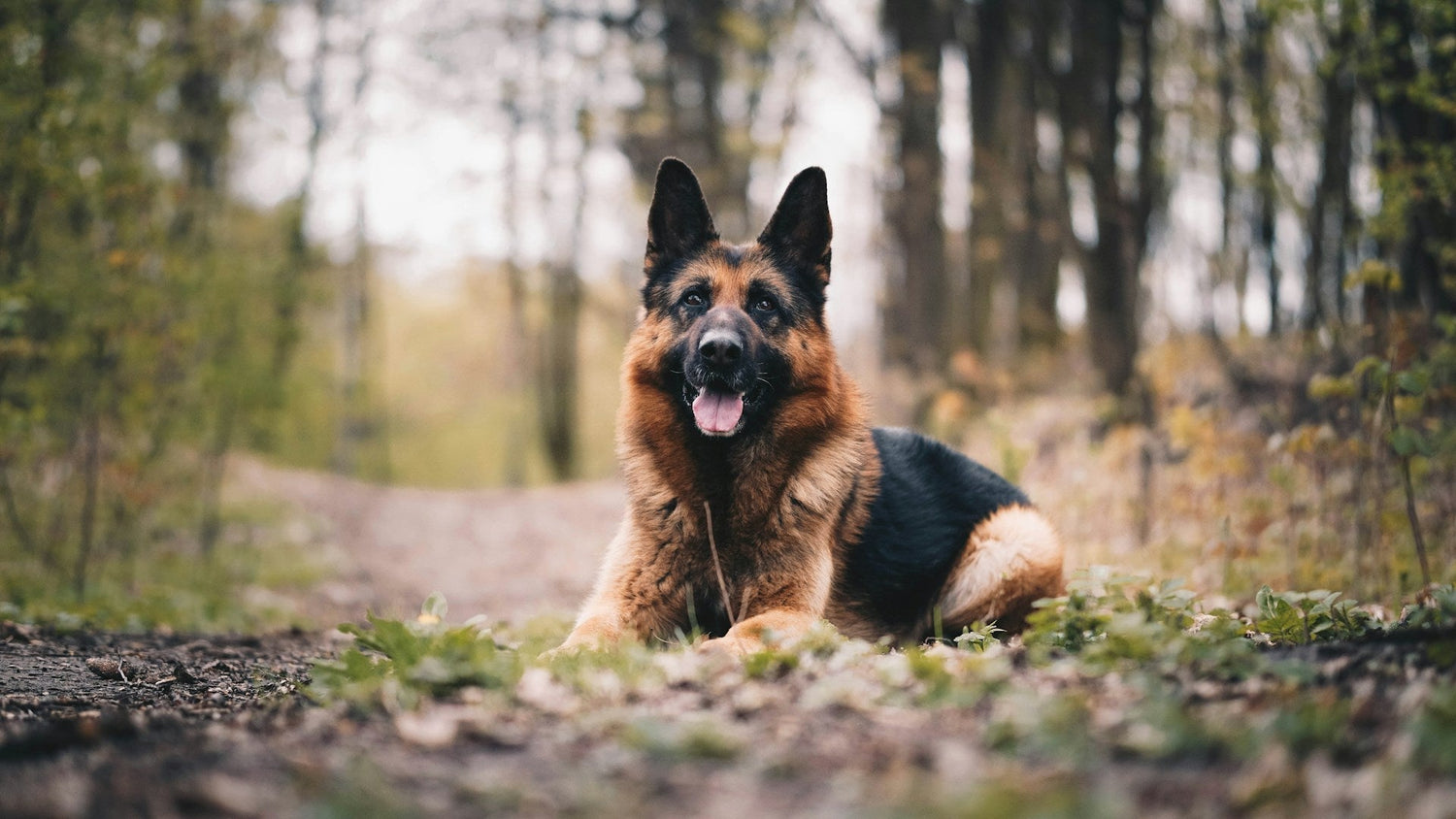 German Shepherd Breed Guide: Traits, Care, and Health in Australia
