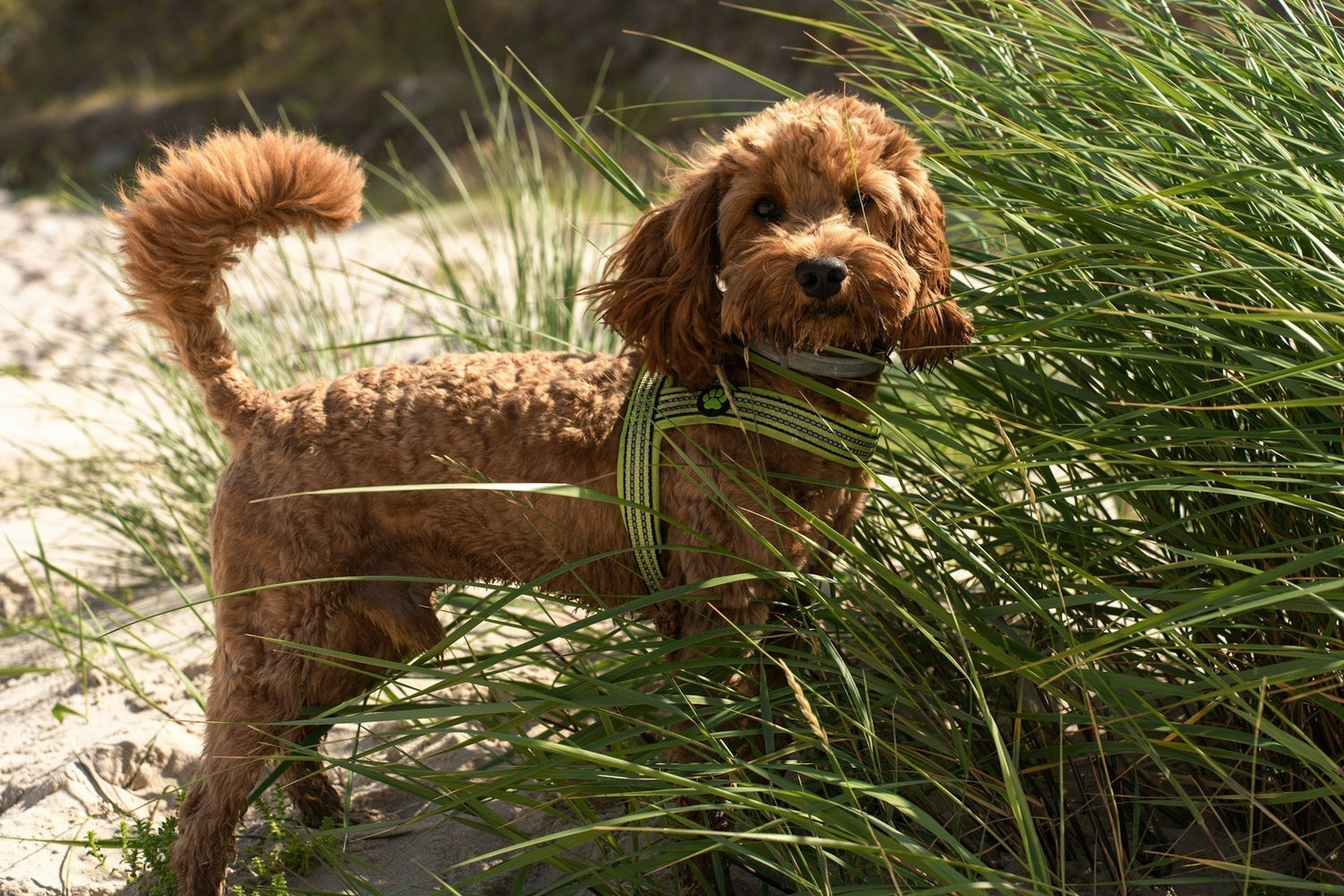 Groodle Breed Guide: Temperament, Care & Aussie Insights