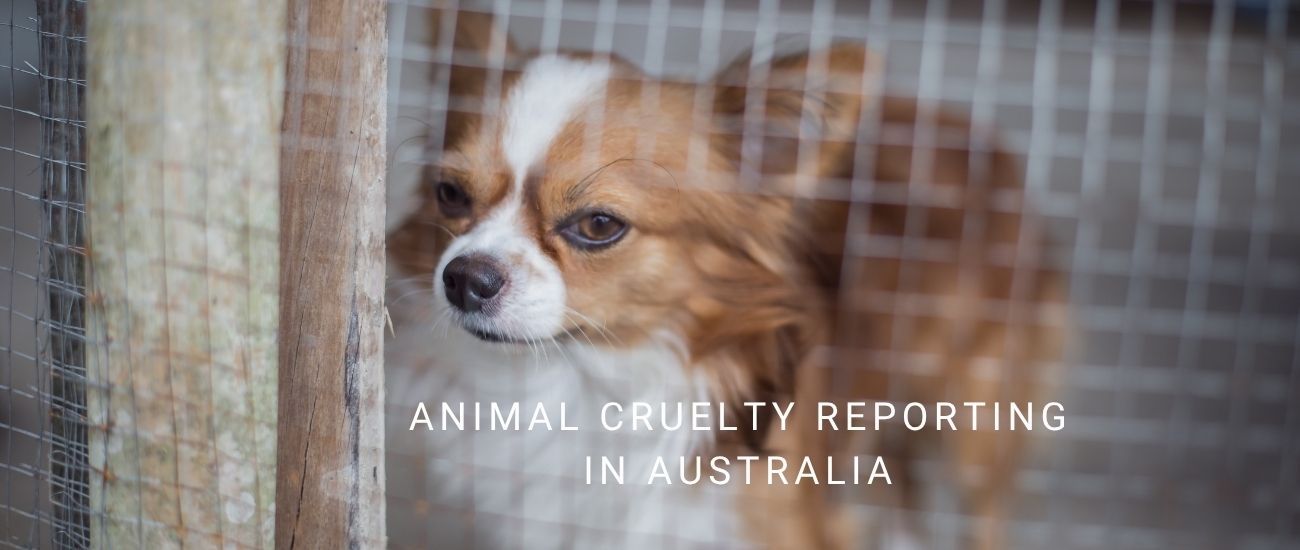 How to Report Animal Cruelty in Australia: Legal Guide for Pet Owners