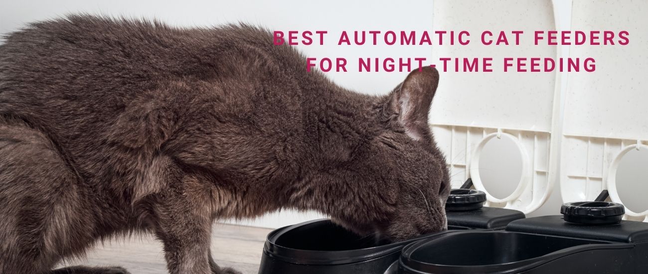 Best Automatic Cat Feeders for Night-Time Feeding in Australia