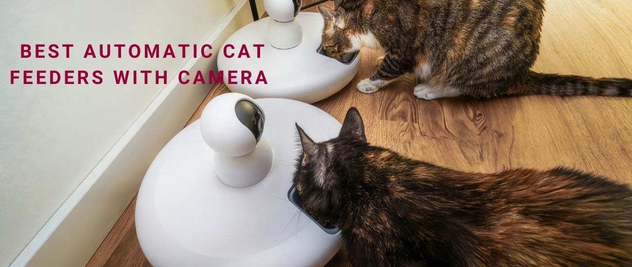 Best Automatic Cat Feeders With Camera & Wi-Fi | Remote Monitoring