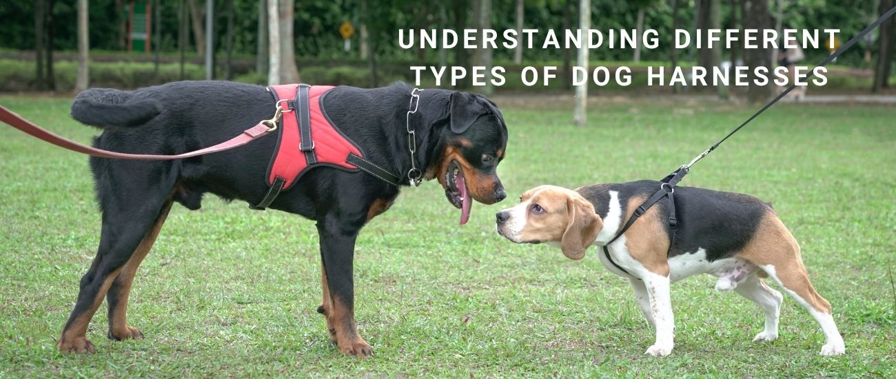 Understanding Different Dog Harness Types & Their Uses 🐶