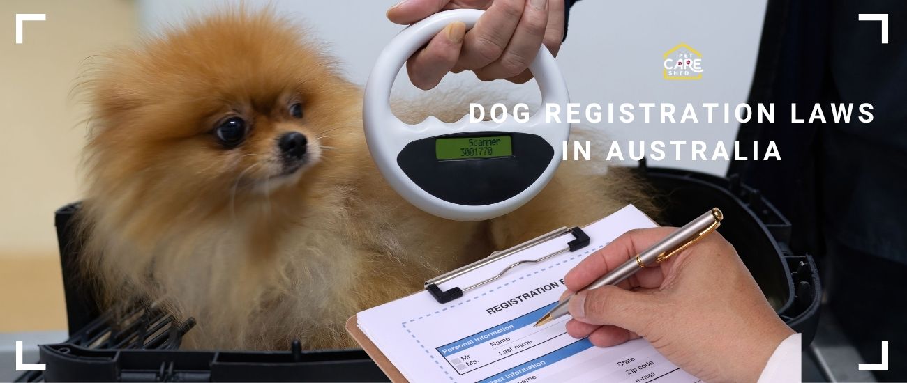 Dog Registration in Australia: State-by-State Legal Requirements Expla