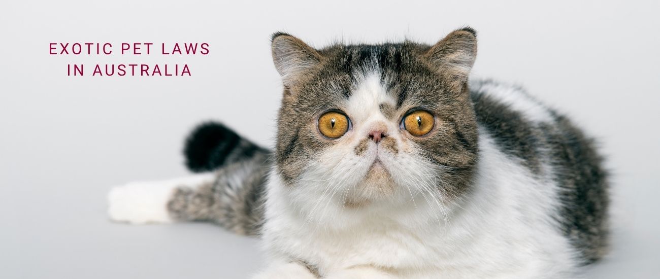 Exotic Pet Laws in Australia: Legal Requirements for Unusual Animals
