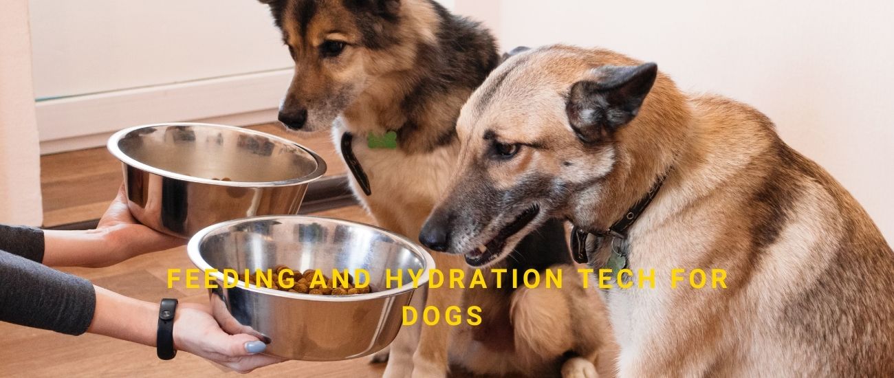 Feeding & Hydration Tech for Dogs: Smart Feeders and Water Fountains