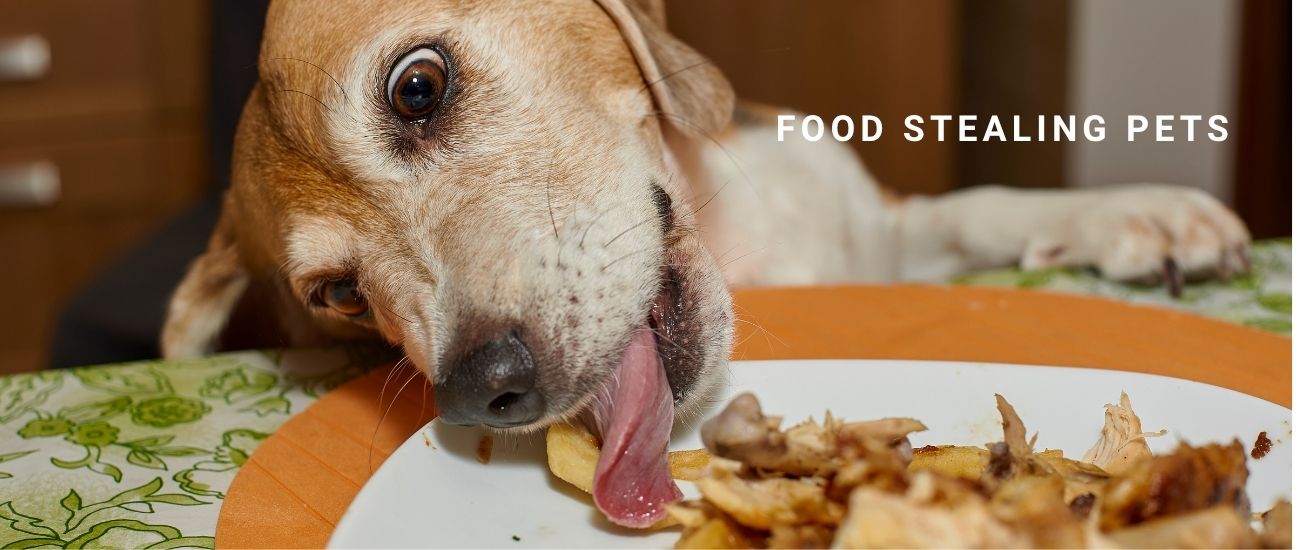 Food Stealing Pets: Causes & Training to Stop Counter Surfing