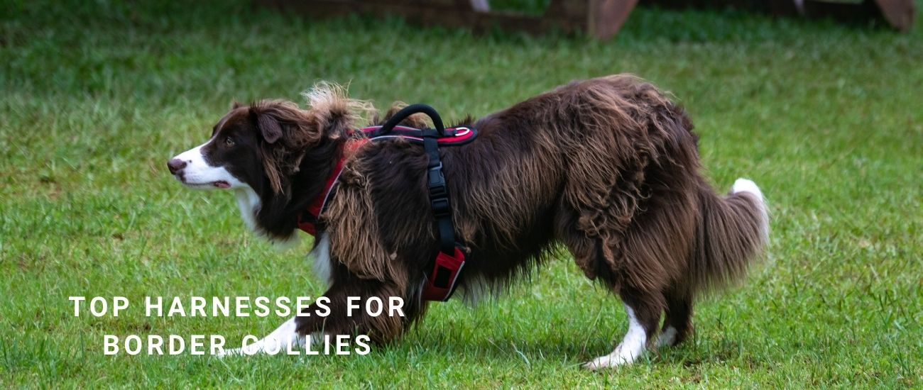 Top Harnesses for Border Collies: Control & Freedom Explained
