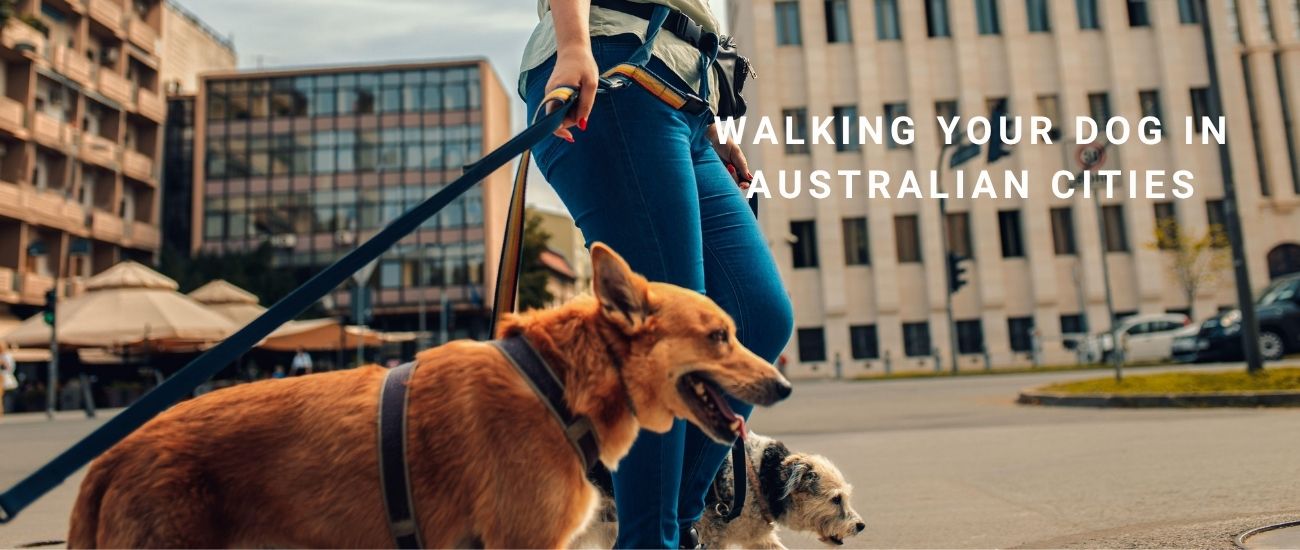 Walking Your Dog in Australian Cities: Why a Good Harness Matters